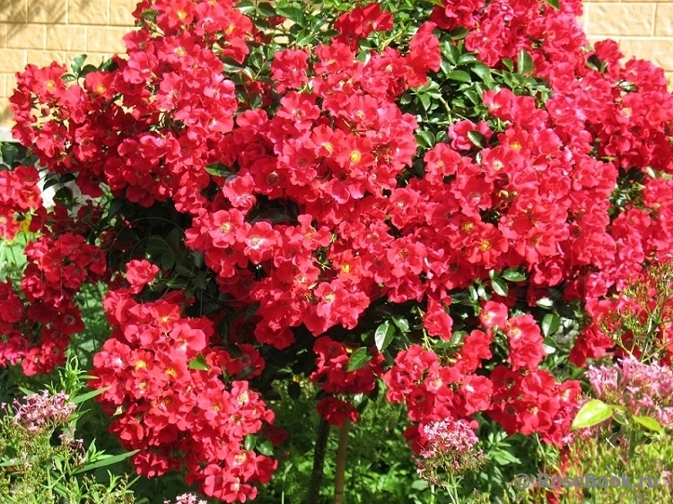 Rosa (Роза) Sommerabend /Red Immensee / Summer Evening / Зоммерабенд ...