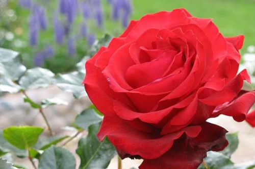 Rosa (Роза) Grand Gala / Гран Гала Пакет