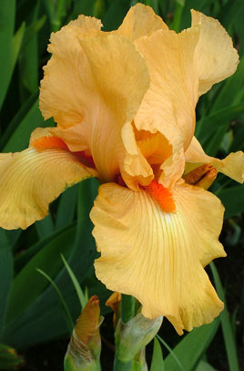 Piroska. Высокорослые