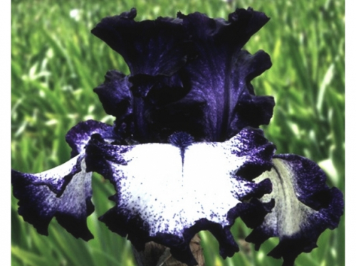 Grapetizer. высокорослые