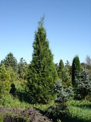 Туя западная Frieslandia C3 80-100