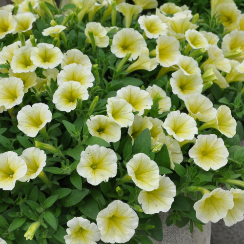 Петуния Изи елоу Вэйв. Анютка Незабудка