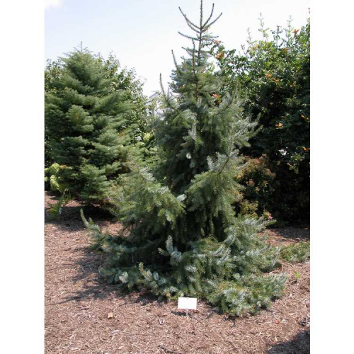 Picea Omorika Riverside