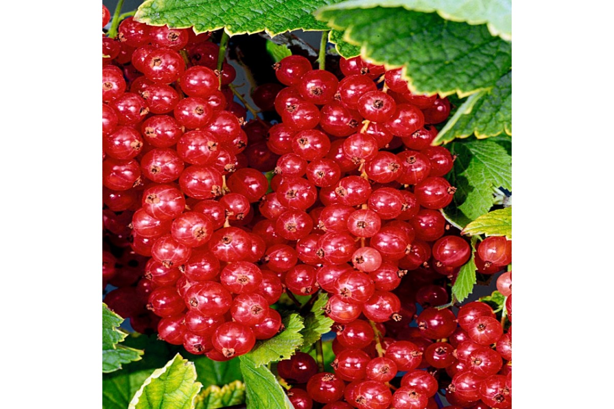 СМОРОДИНА ГОЛЛАНДСКАЯ КРАСНАЯ