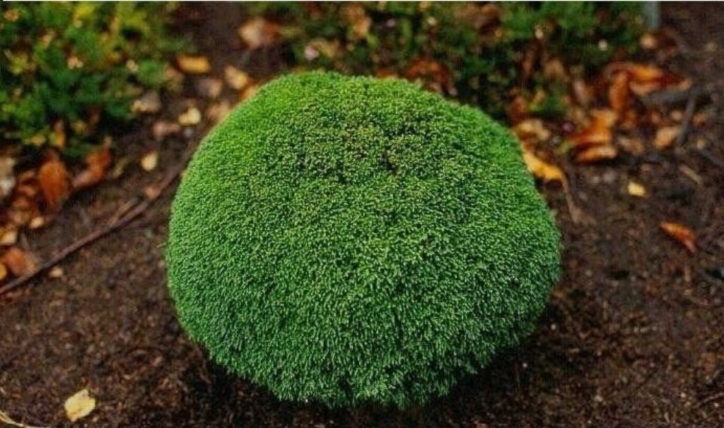 Кипарисовик Лавсона Грин Глоуб,С2л, Н20-25+см