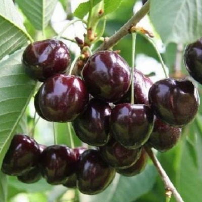 Черешня Речица, С7, Н140-160+см, возр.4 года, срок созревания средний