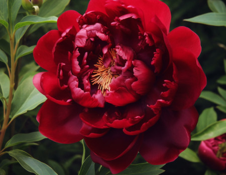 Chief Black Hawk. ИТО- гибрид (Intersectional)