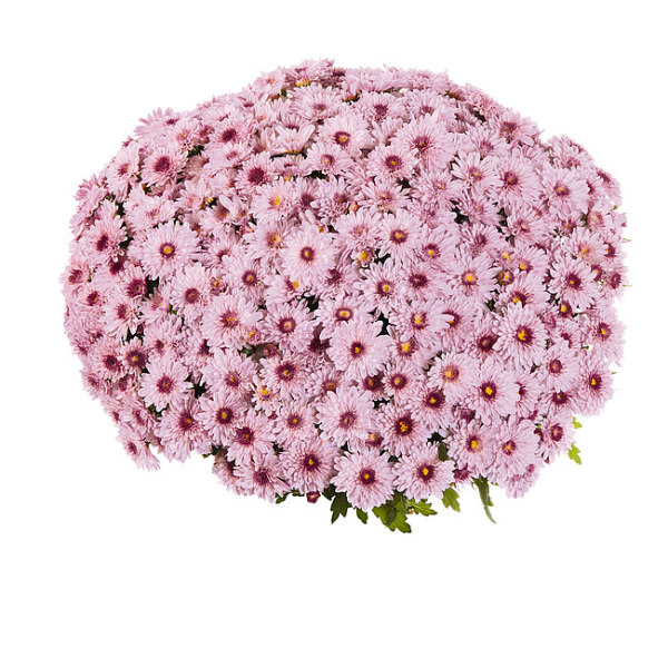 Хризантема мультифлора Подиум Пинк Биколор,Р9