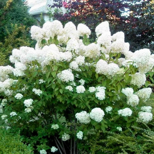 Hydrangea pan. Phantom C2 (60-70). Гортензия