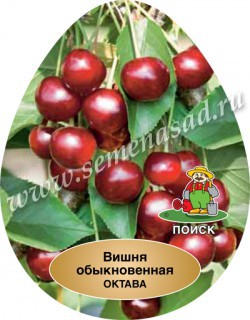 Октава вишня