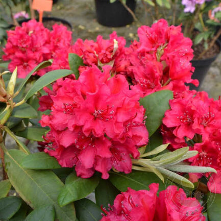 Rhododendron (Род-н) Neon Kiss Р9