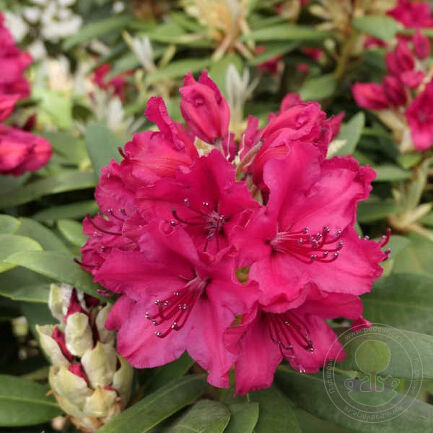 Rhododendron (Род-н) Neon Kiss Р9