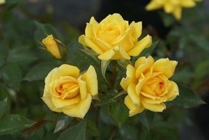 Роза Yellow Eveline (Йеллоу Эвелин)
