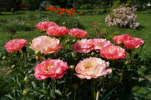 Coral Sunset. Межвидовой гибрид (Hybrid)