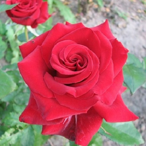 РОЗА Лавли Ред