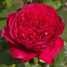 РОЗА Ален (флорибунда)
