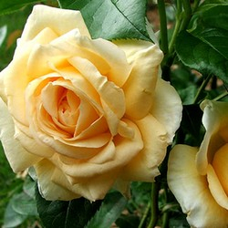 Роза чайно-гибридная / Rosa x hybrida Casanova [C3]