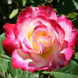 Роза чайно-гибридная / Rosa x hybrida Double Delight [C3]