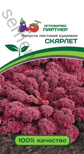 КАПУСТА ЛИСТОВАЯ КУДРЯВАЯ СКАРЛЕТ. ПАРТНЕР