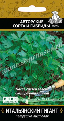 Итальянский гигант петрушка