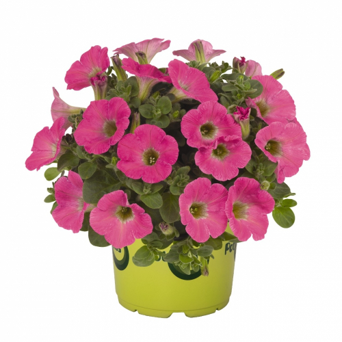 Петуния Potunia Plus Hot Pink