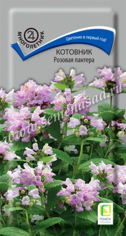 Котовник Розовая пантера