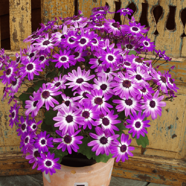 Цинерария Senetti Violet Bicolor, укорененные черенки