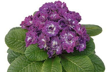 ПРИМУЛА Primula Belarina Lively Lilac