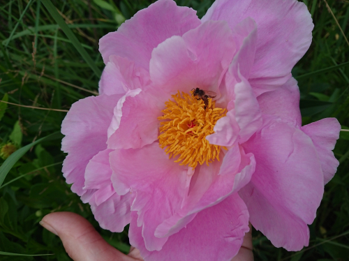 Paeonia Sea Shell. КФХ