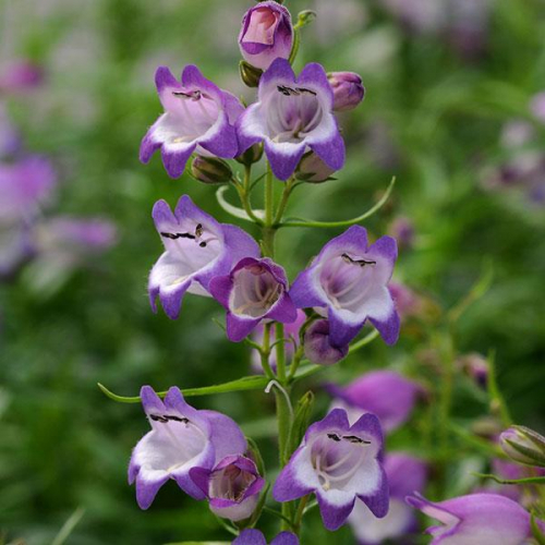 Пенстемон Carillo Purple, р7(г)
