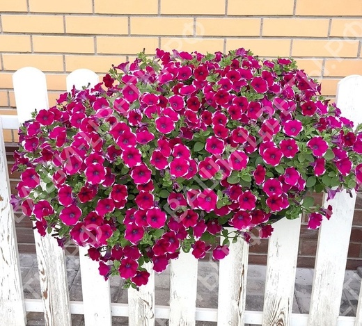 Петуния Cascadias Rim Cherry