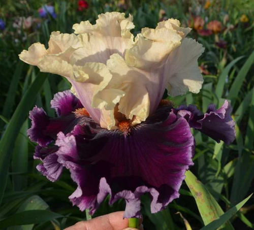 ASTROBUBBLES арт.147. ИРИСЫ