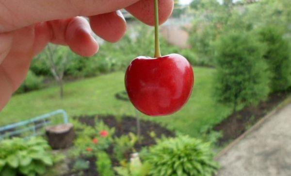 Черешня Орловская розовая