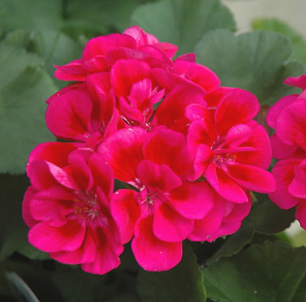 Пеларгония зональная (Герань) Savannah TexMex Merlot Sizzle (Саванна ...