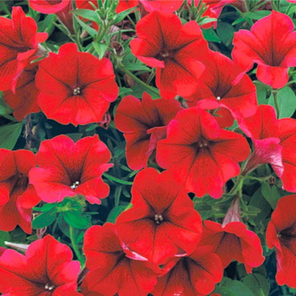 Петуния Potunia Plus Red Потуния Плюс Ред