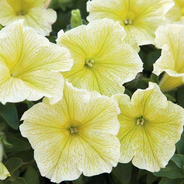 Петуния Potunia Yellow Потуния Еллоу