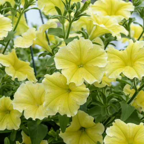 Петуния Potunia Plus Popcorn Потуния Плюс Попкорн