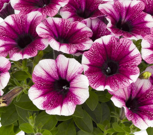 Петуния Sweetunia Purple Touch Светуния Пурпл Тач
