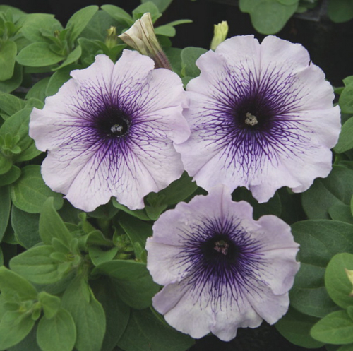Петуния Sweetunia Purple Spotlight Светуния Пурпл Спотлайт