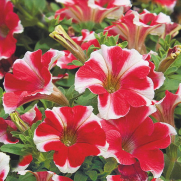 Петуния Potunia Red Star Потуния Ред Стар
