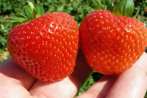 земляника Портола, ремонтантный