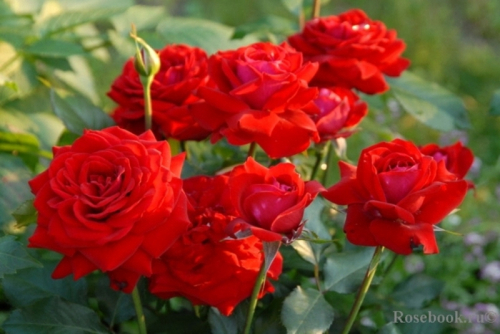 Lubecker Rotspon 60 см. Tantau на штамбе