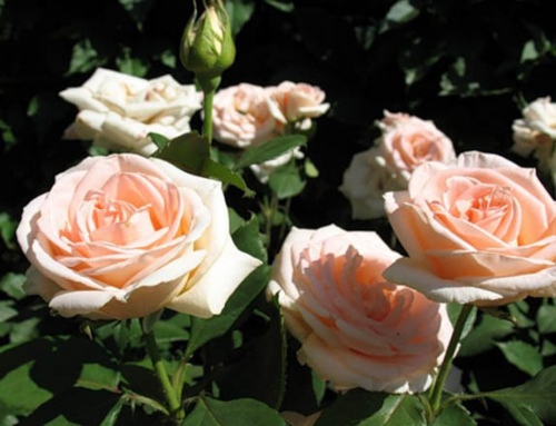 Роза чайно-гибридная Осиана (С3,5). Rosa Atena