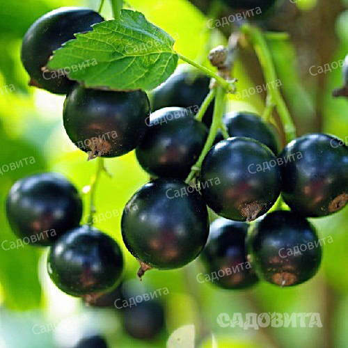 Канахама. Смородина черная