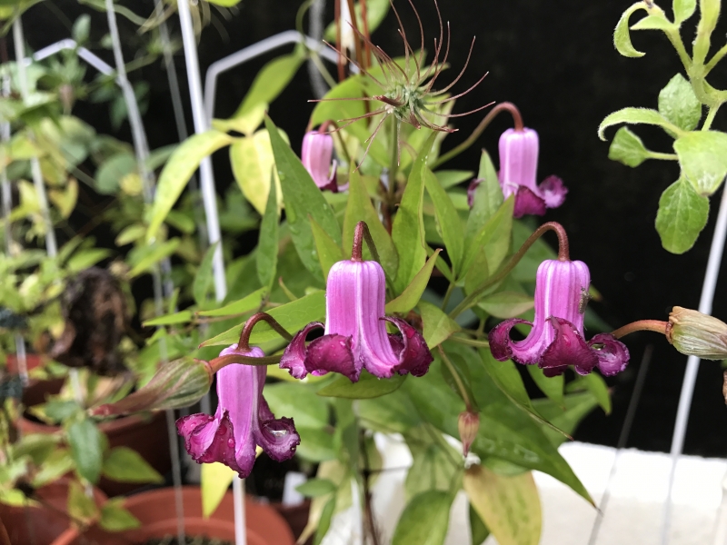 Princess Red. Лесной