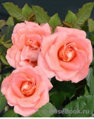 Renaissance Mathilde. POULSEN