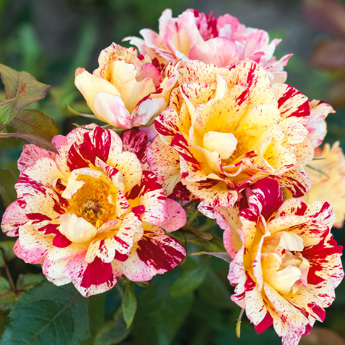 Freska Romana. PHENO-GENO