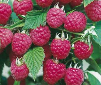 малина Изобильная Казакова С3