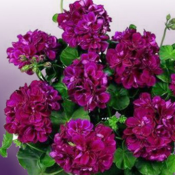 Пеларгония плющелистная Atlantic Burgundy