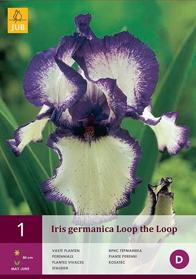 1 IRIS GERMANICA LOOP THE LOOP размер I